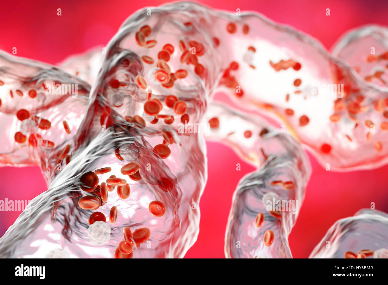 Network of blood vessels with blood cells, illustration. Red blood ...