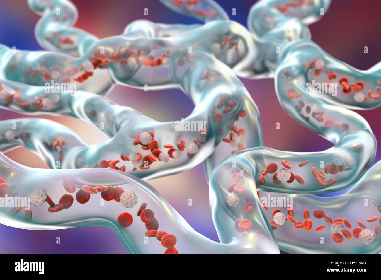 Network of blood vessels with blood cells, illustration. Red blood ...