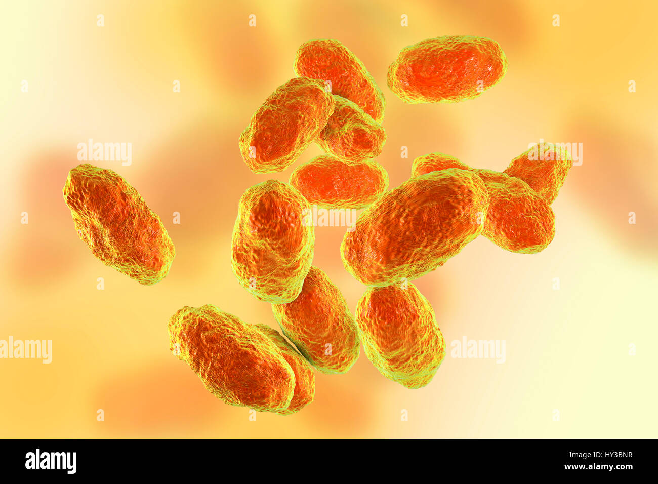 Computer illustration of Haemophilus influenzae, coccobacillus bacteria ...