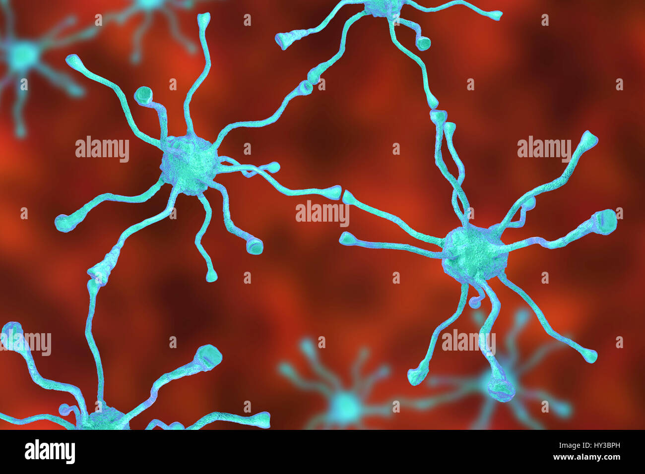 Nerve cells, or neurons, from the human brain, computer illustration ...