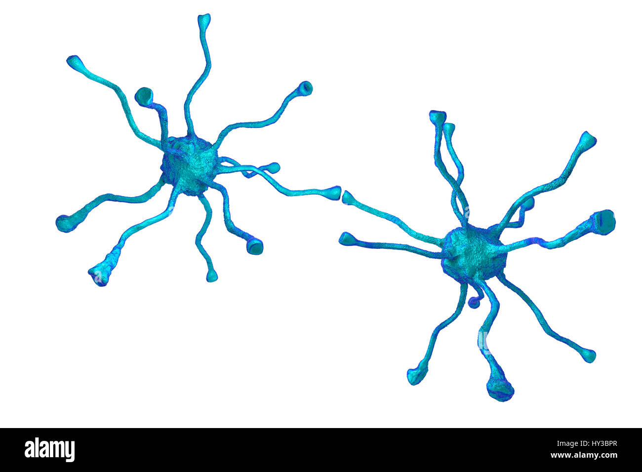 Nerve cells, or neurons, from the human brain, computer illustration ...