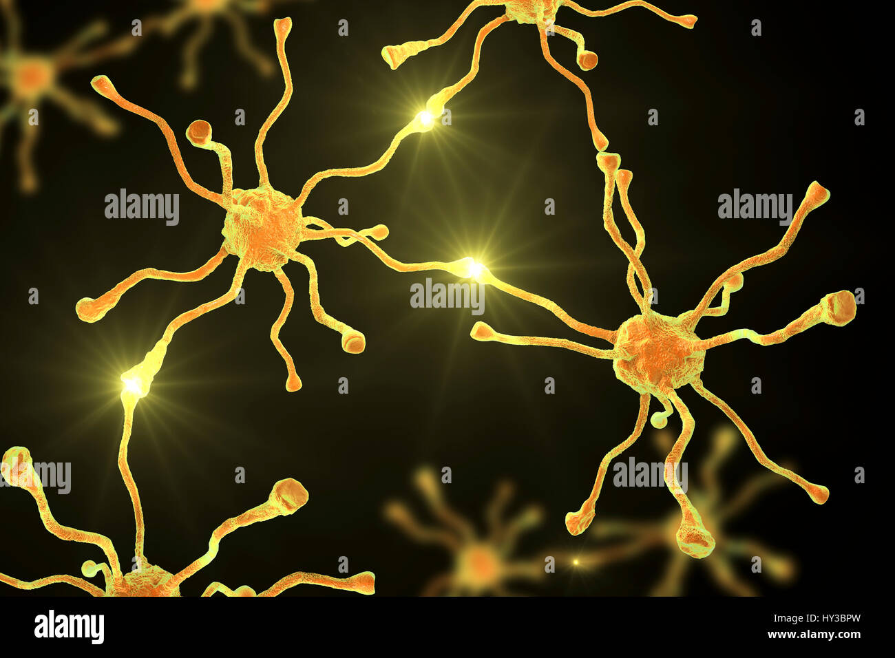 Nerve cells, or neurons, from the human brain, computer illustration ...