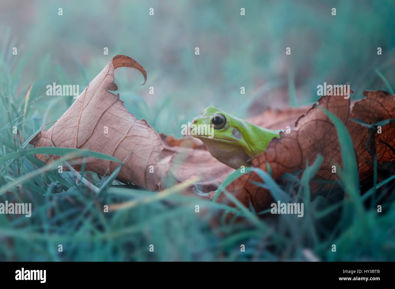 Indonesian tree frog hi-res stock photography and images - Alamy