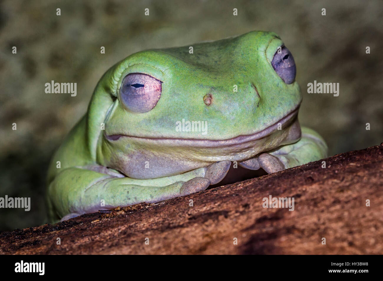 Dumpy frog hi-res stock photography and images - Alamy