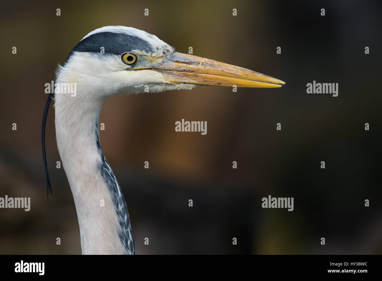 Very close up image profile view of a grey heron looking to the right ...