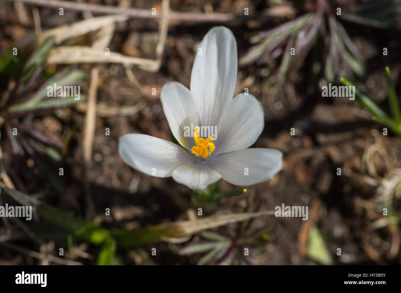 A close up of a crocus with white petals blooming in the early spring ...