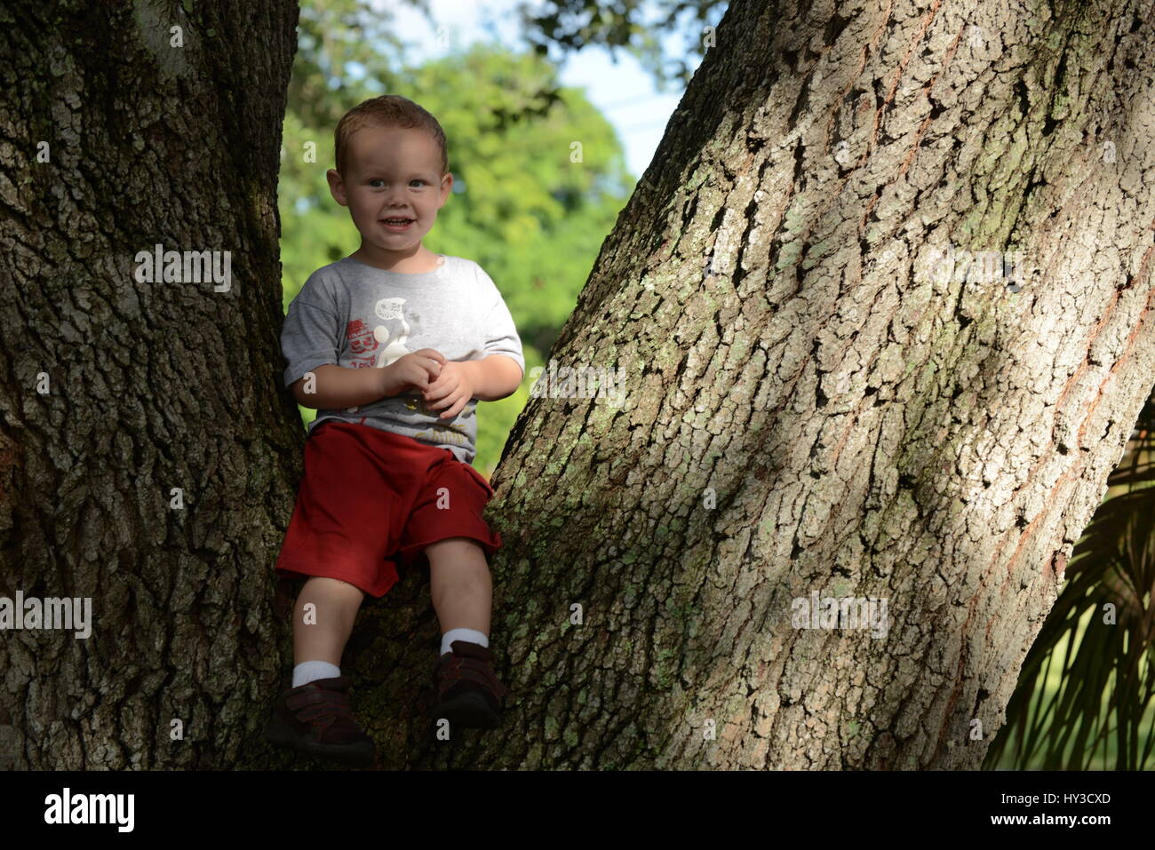 little boy in tree Stock Photo - Alamy
