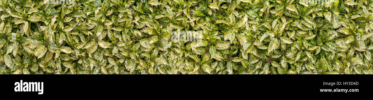 Variegated spotted laurel bush hedge long horizontal background Stock ...