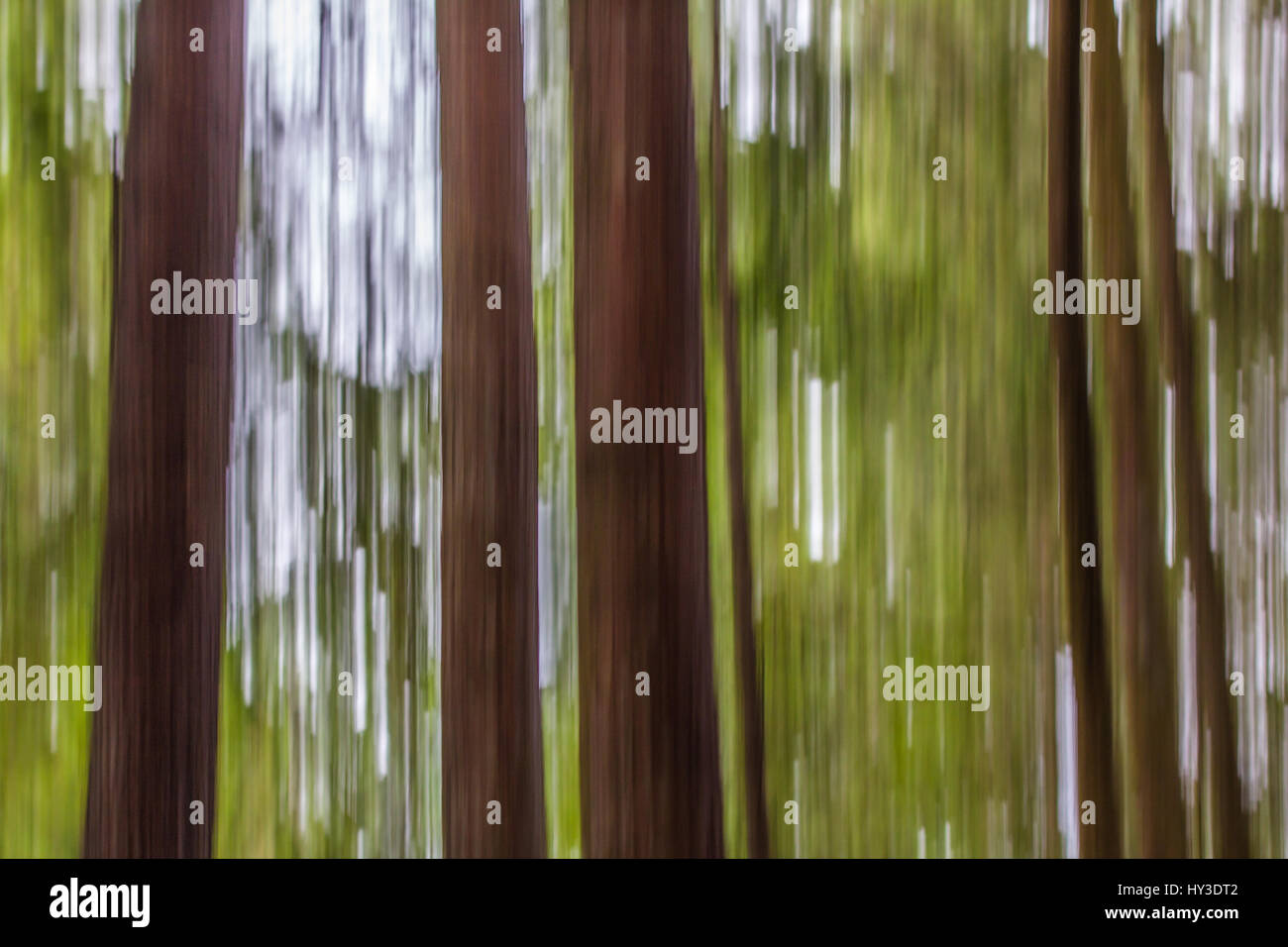 Straight trunks hi-res stock photography and images - Alamy