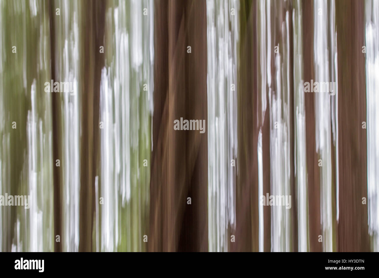 Abstract image of tall trees in rainforest on Vancouver Island, BC ...