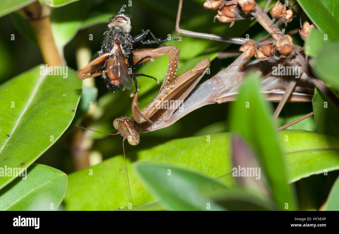 Capturing insects hi-res stock photography and images - Alamy