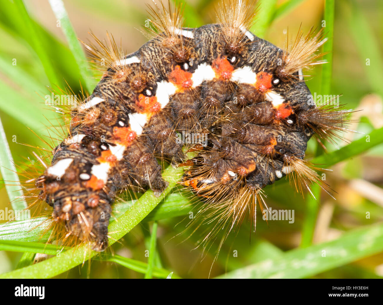 Acronicta rumicis. Polilla perteneciente a la familia noctuidae. Pueden ...
