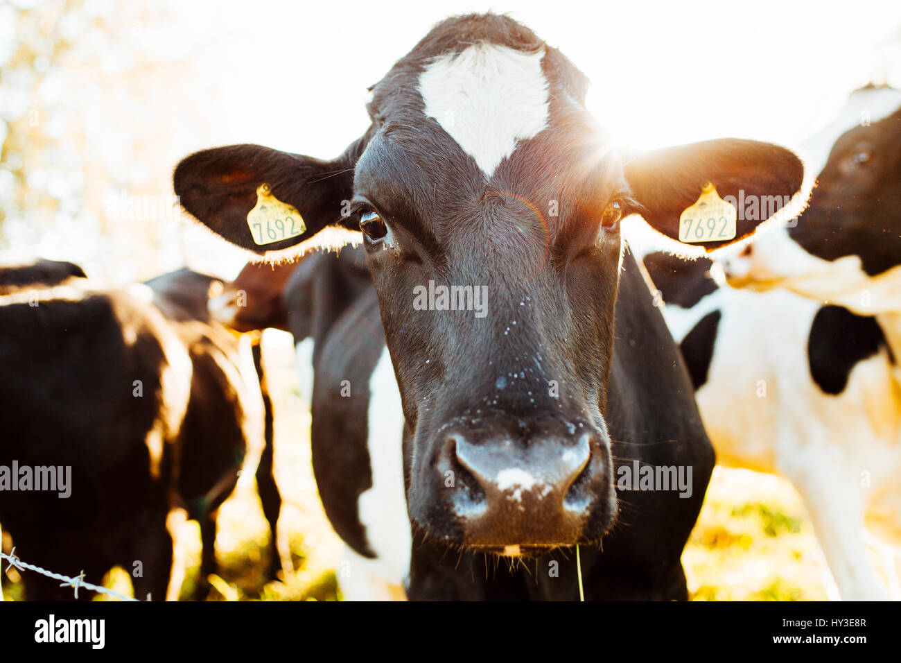 Cow looking into lens hi-res stock photography and images - Alamy