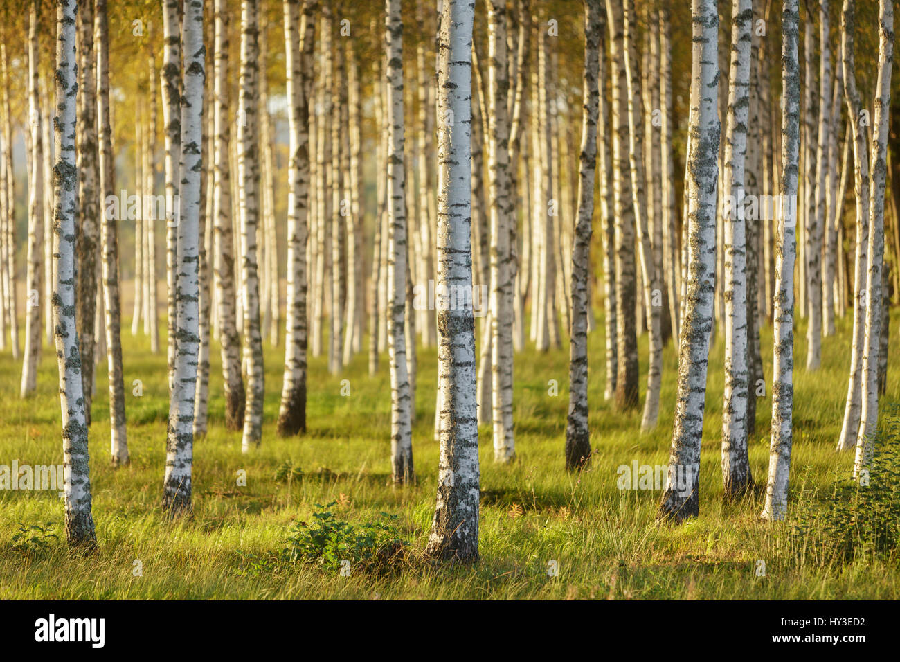 Swedish birch woods hi-res stock photography and images - Alamy