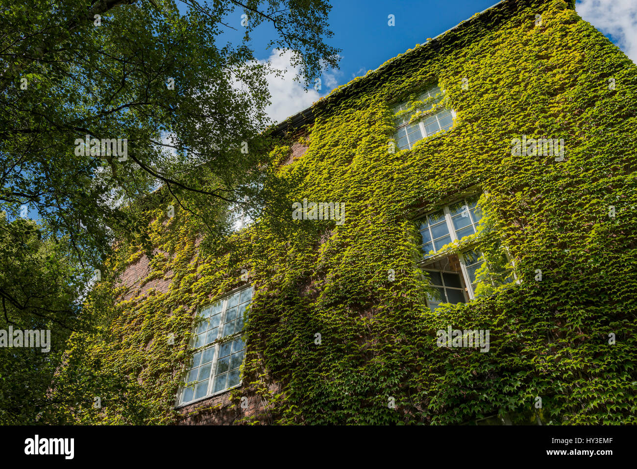Creeper plant hi-res stock photography and images - Alamy