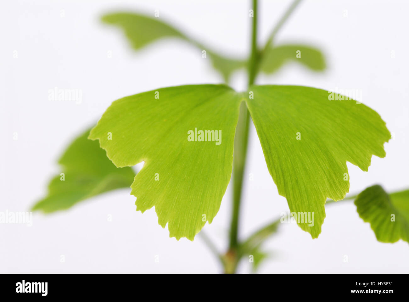 Ginkgo baum hi-res stock photography and images - Alamy