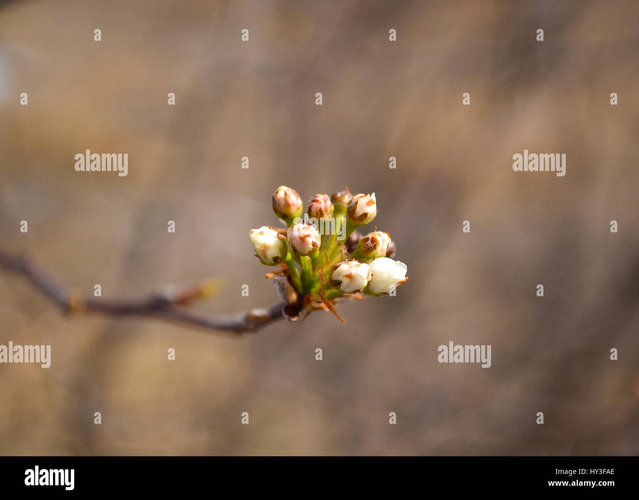Elder tree flowers blooming in a warm morning sun, with soft natural ...