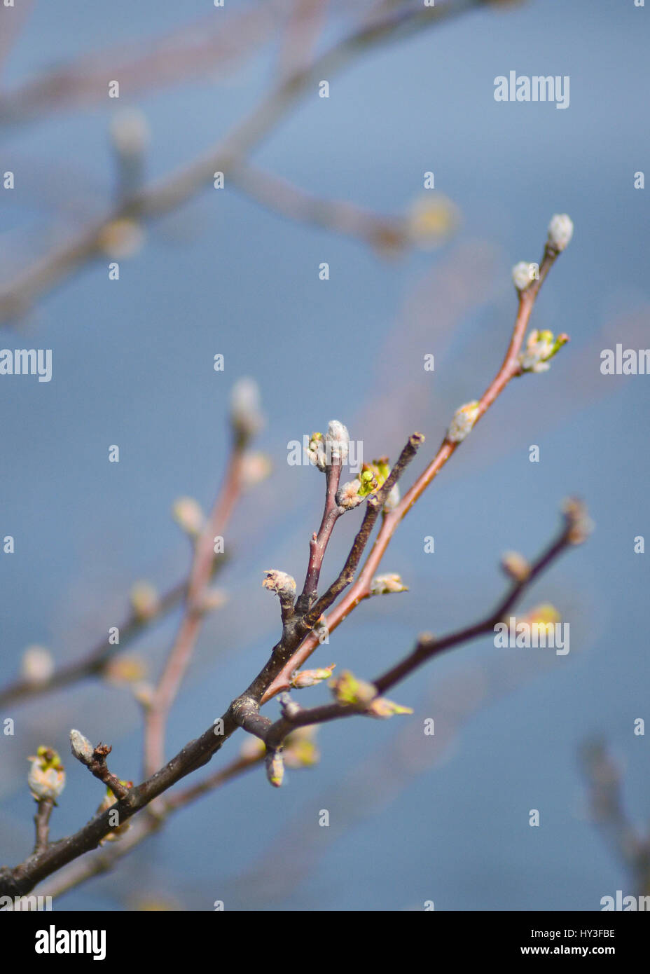 Box elder tree hi-res stock photography and images - Alamy