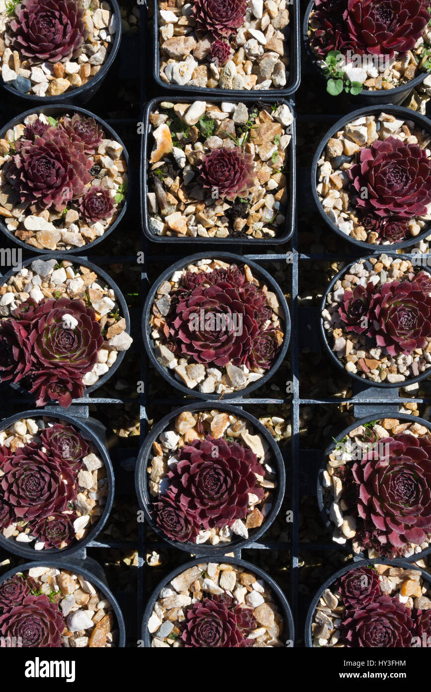 Axminster gardens hi-res stock photography and images - Alamy