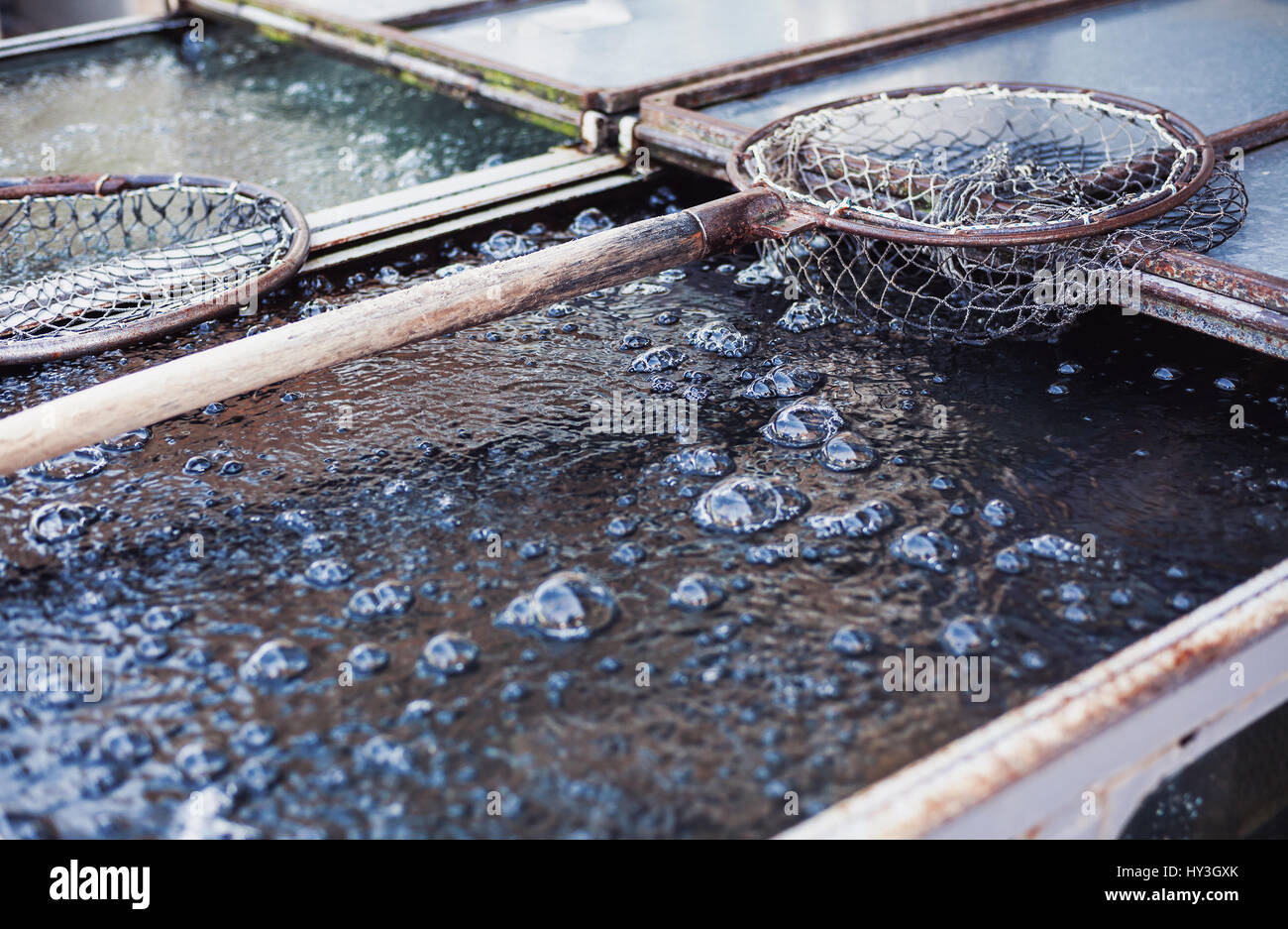 Closeup view of a container for selling fresh fish on market Stock ...