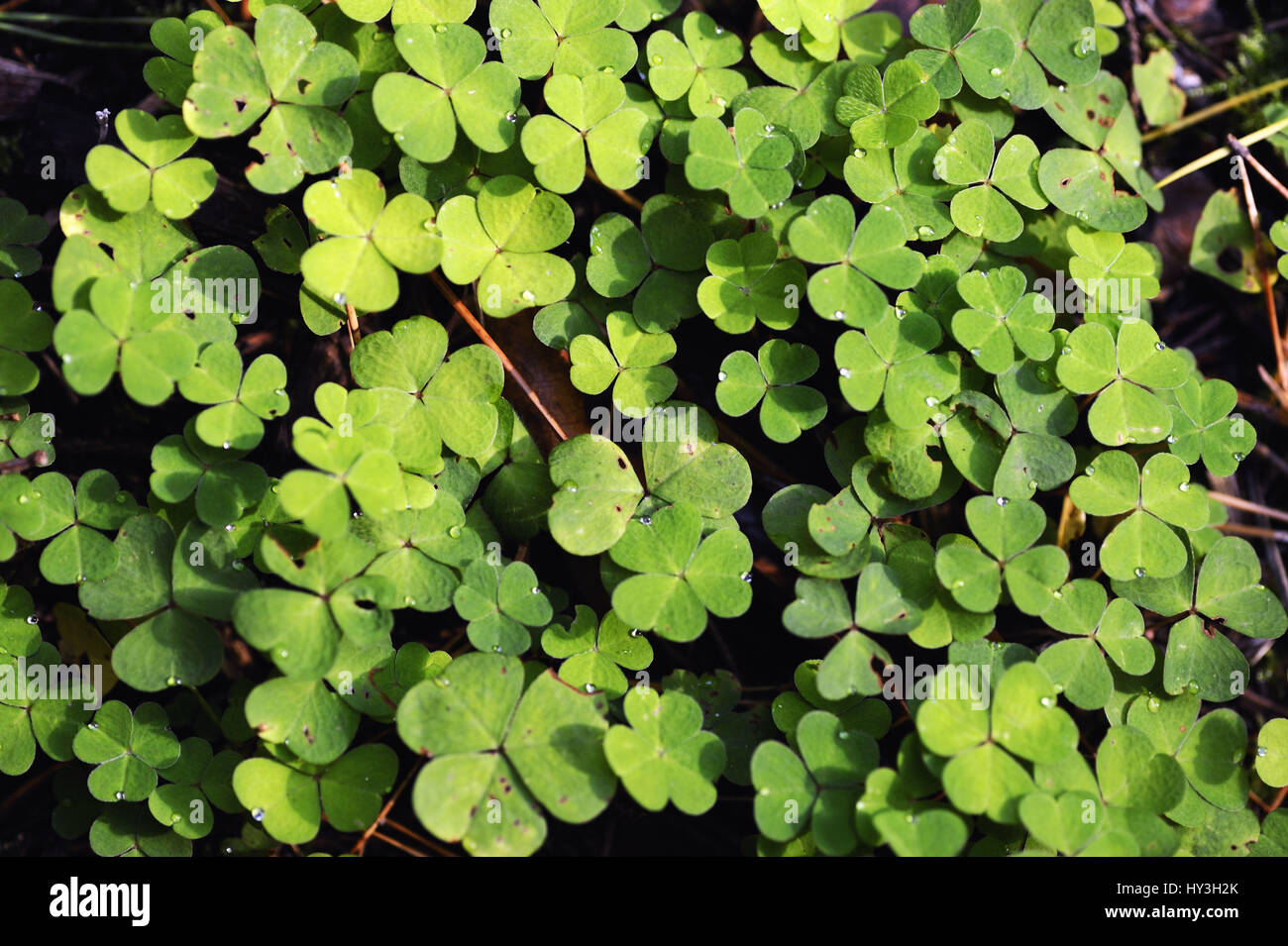 Klee kleeblatt hi-res stock photography and images - Alamy