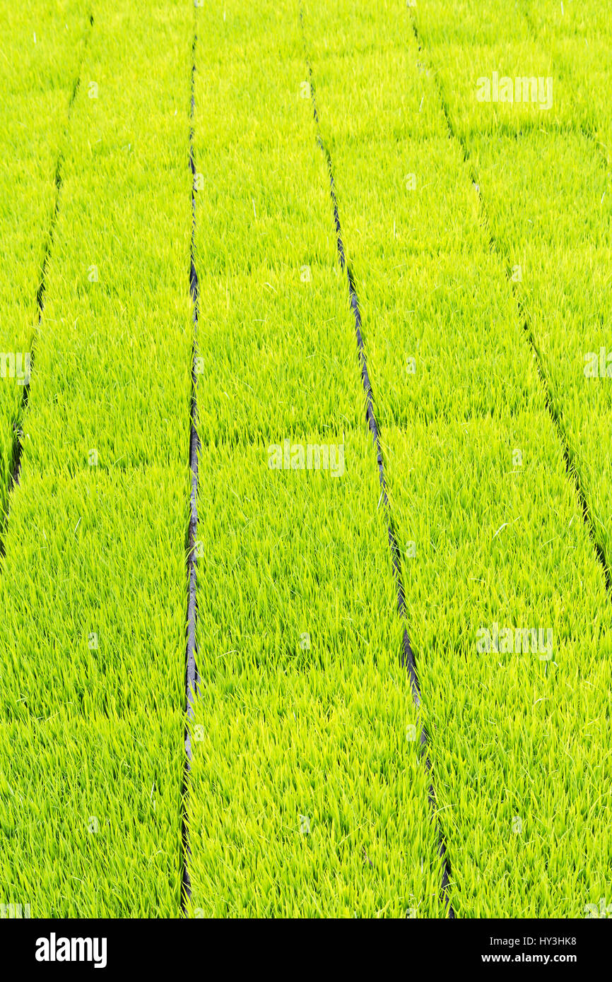 Rice seedling in tray planting Stock Photo - Alamy