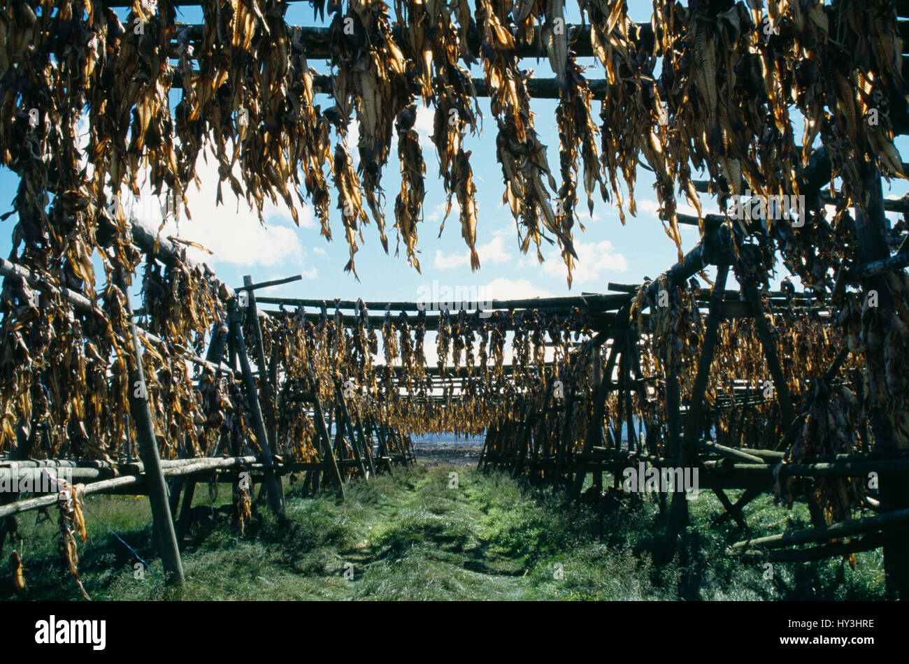 Racks of wind dried fish hi-res stock photography and images - Alamy