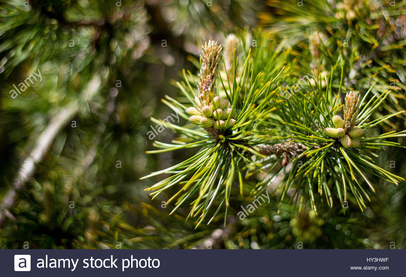 Pinus Contorta Stock Photos & Pinus Contorta Stock Images - Alamy