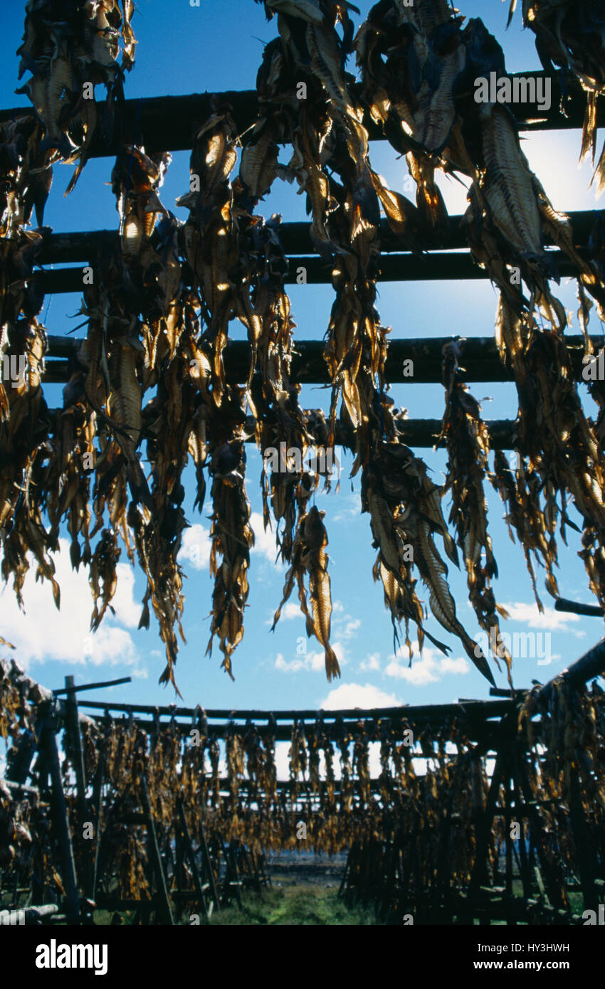 Dried haddock hi-res stock photography and images - Alamy