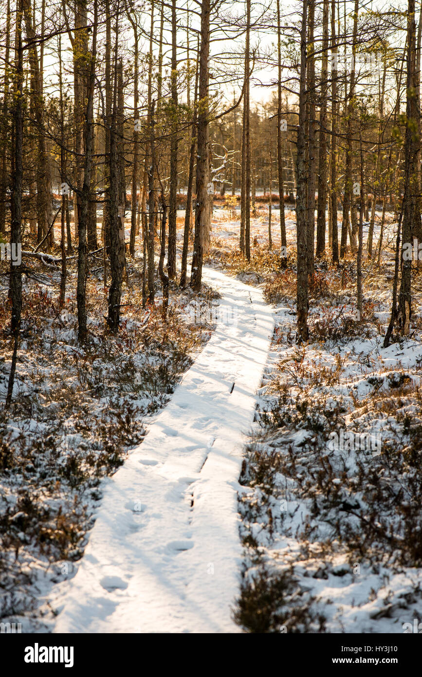 snowy tourist hiking trail in woods in winter. trails in snow Stock ...