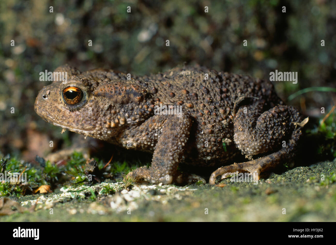 Animals, Single, Toad, Bufo Bufo Toad Stock Photo - Alamy