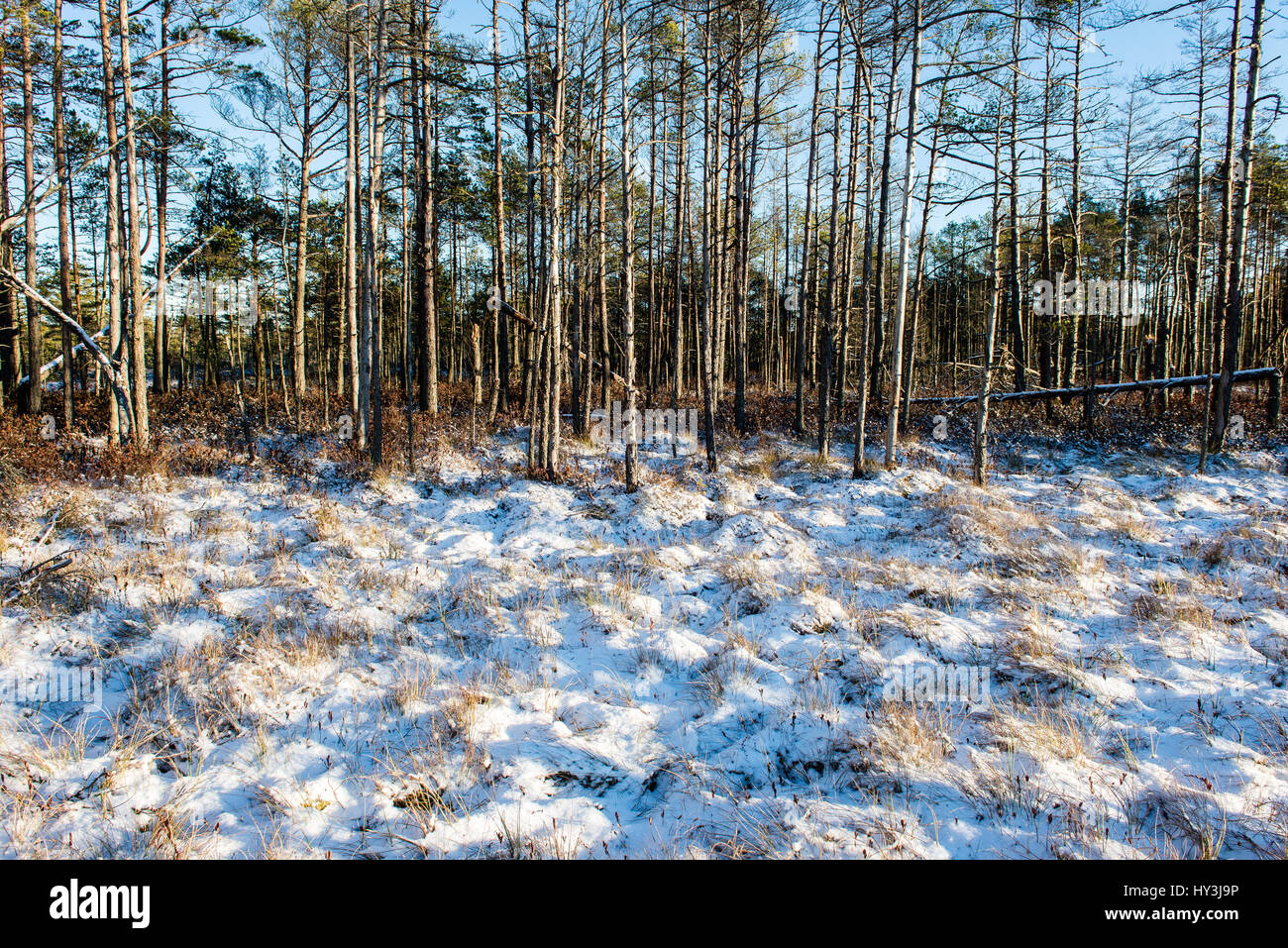 snowy tourist hiking trail in woods in winter. trails in snow Stock ...