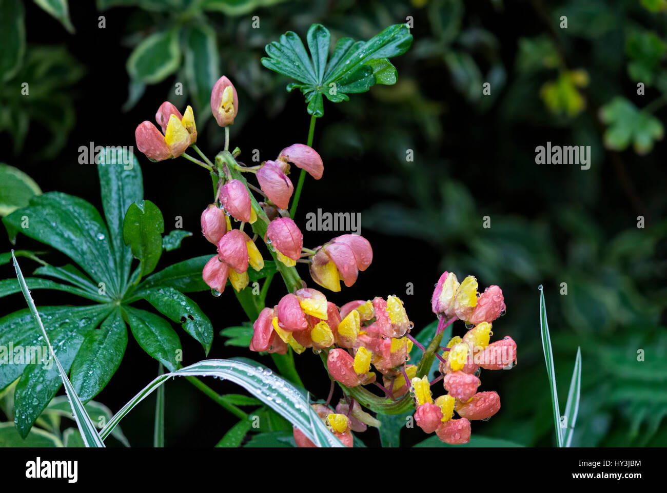 Lupins in a garden at Breney Common, Cornwall Stock Photo - Alamy