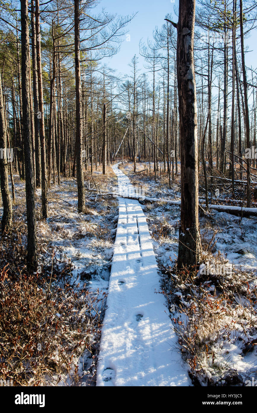 snowy tourist hiking trail in woods in winter. trails in snow Stock ...