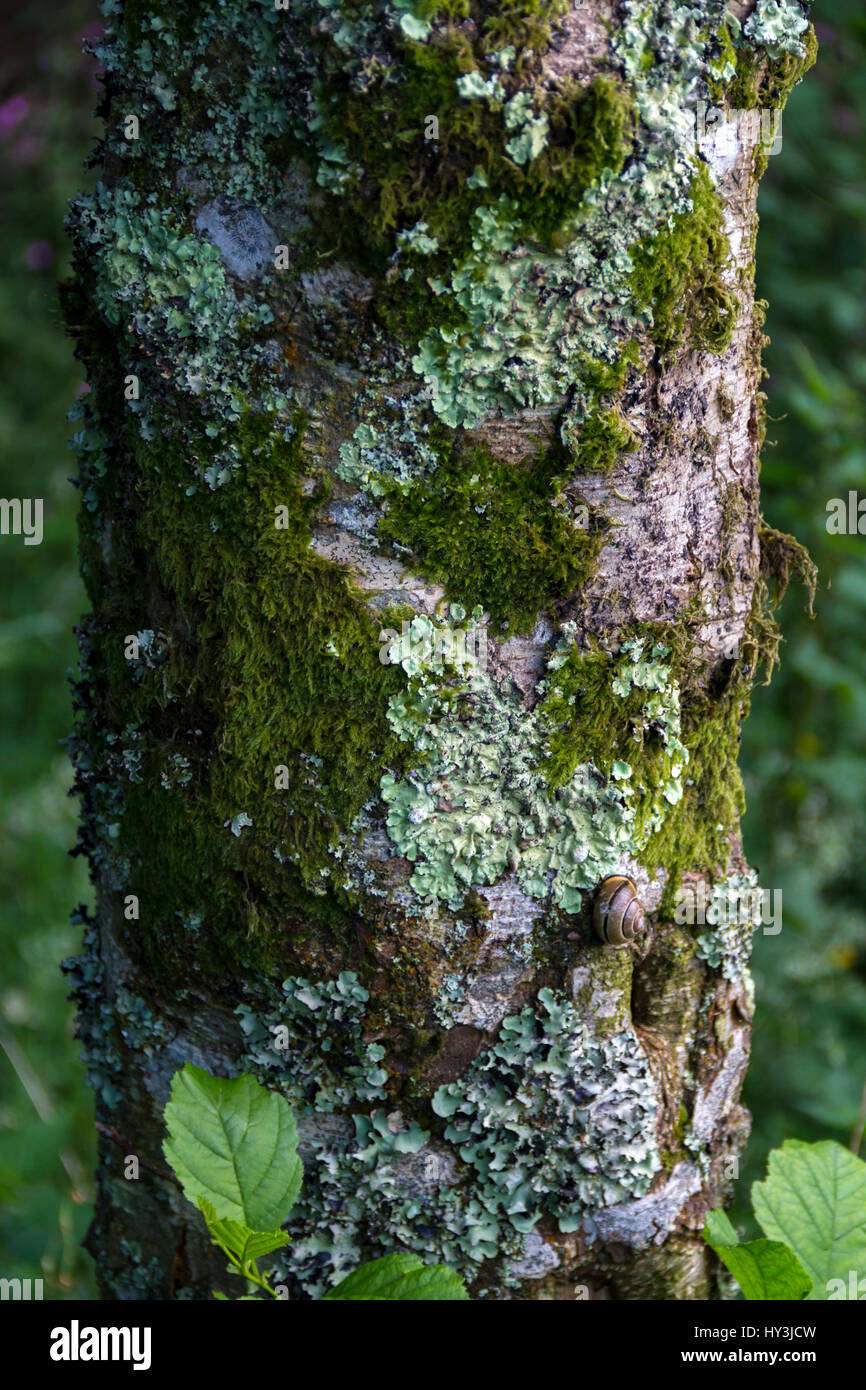 Breney common hi-res stock photography and images - Alamy