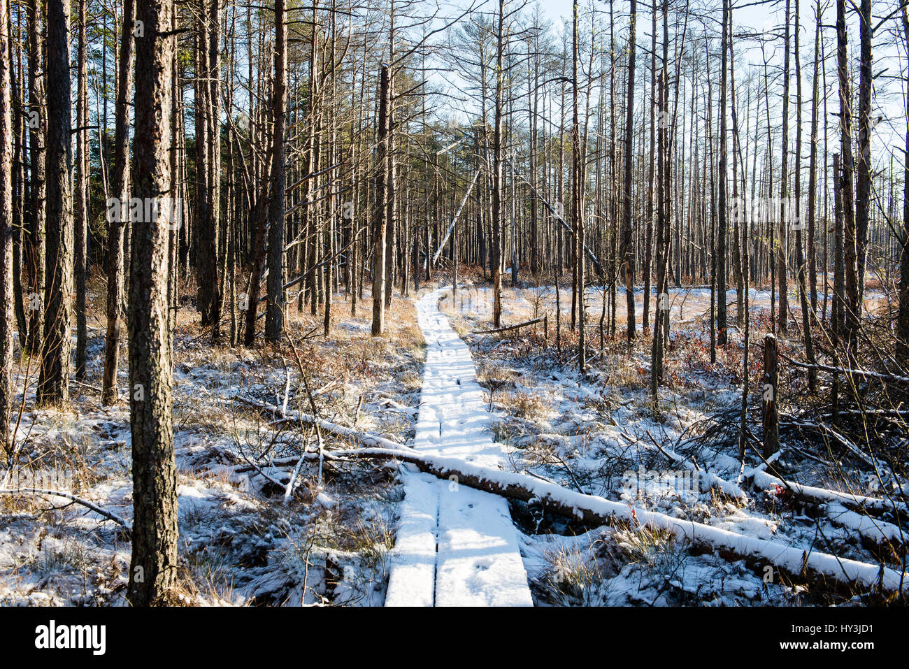 snowy tourist hiking trail in woods in winter. trails in snow Stock ...