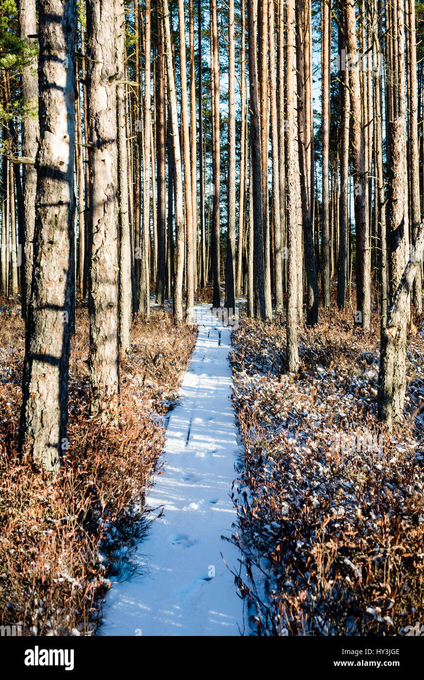 snowy tourist hiking trail in woods in winter. trails in snow Stock ...
