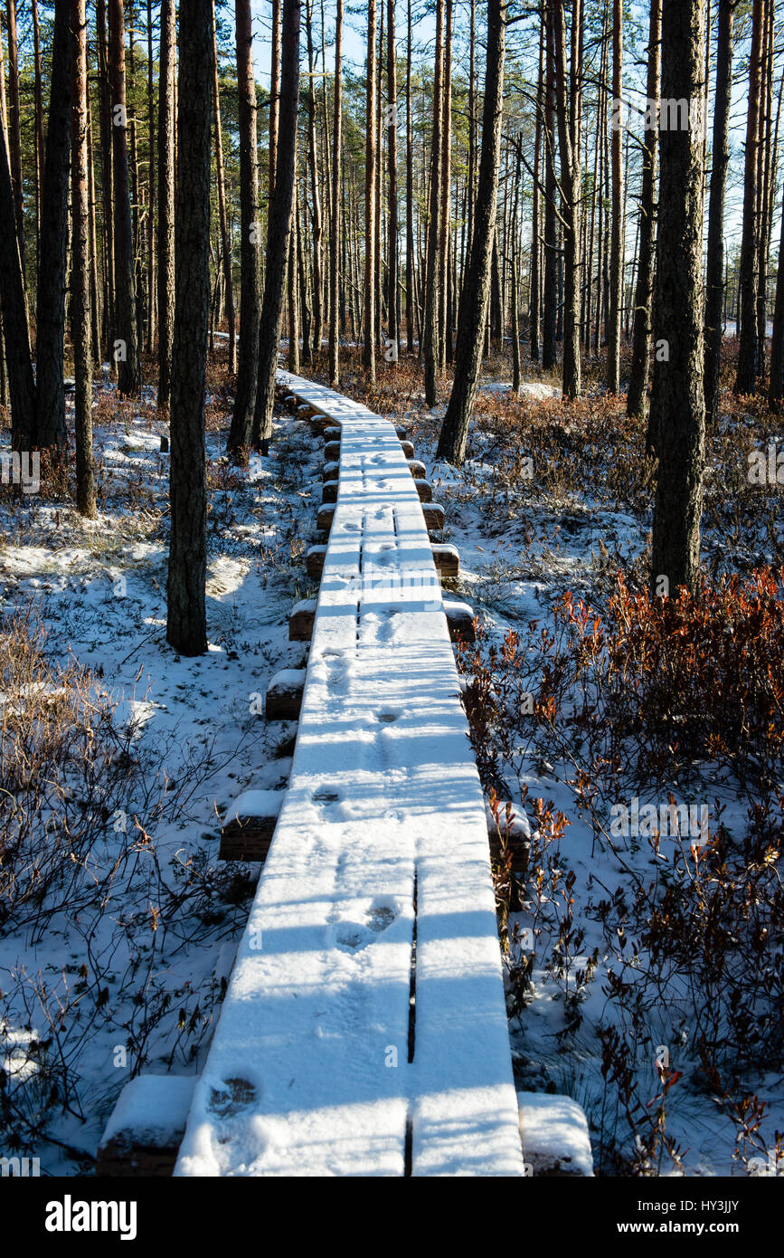 snowy tourist hiking trail in woods in winter. trails in snow Stock ...