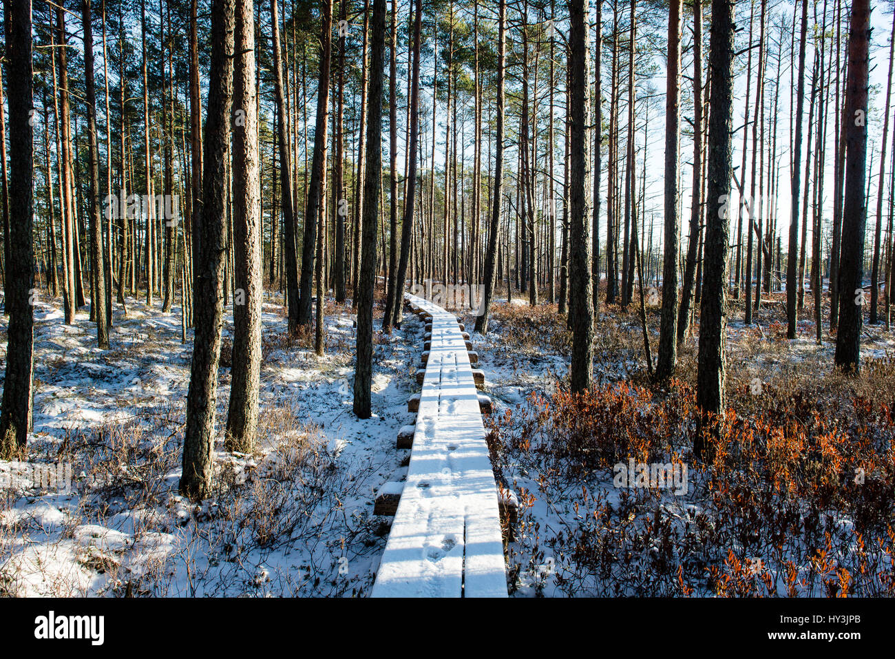 snowy tourist hiking trail in woods in winter. trails in snow Stock ...