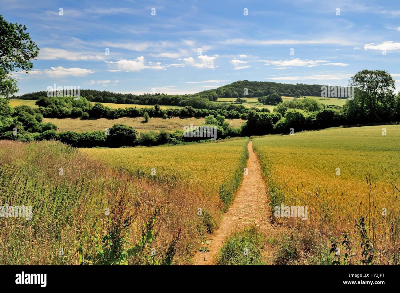 A public footpath through a wheat field Stock Photo - Alamy