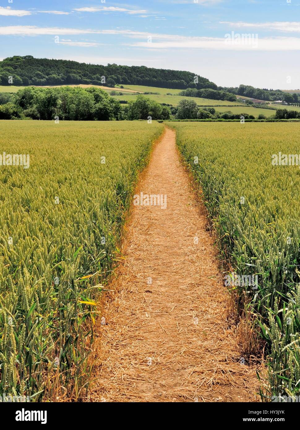 A public footpath through a wheat field Stock Photo - Alamy