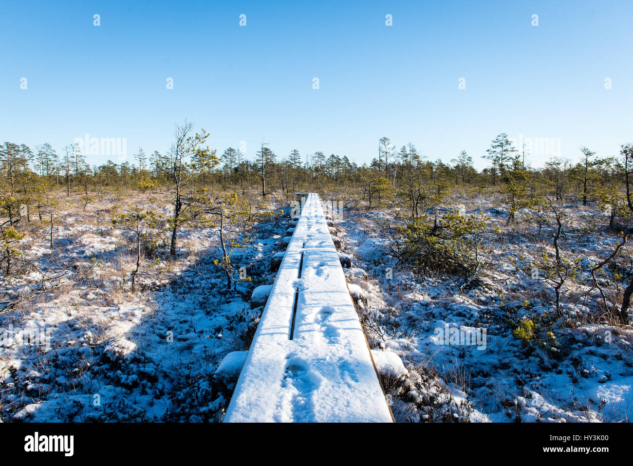snowy tourist hiking trail in woods in winter. trails in snow Stock ...