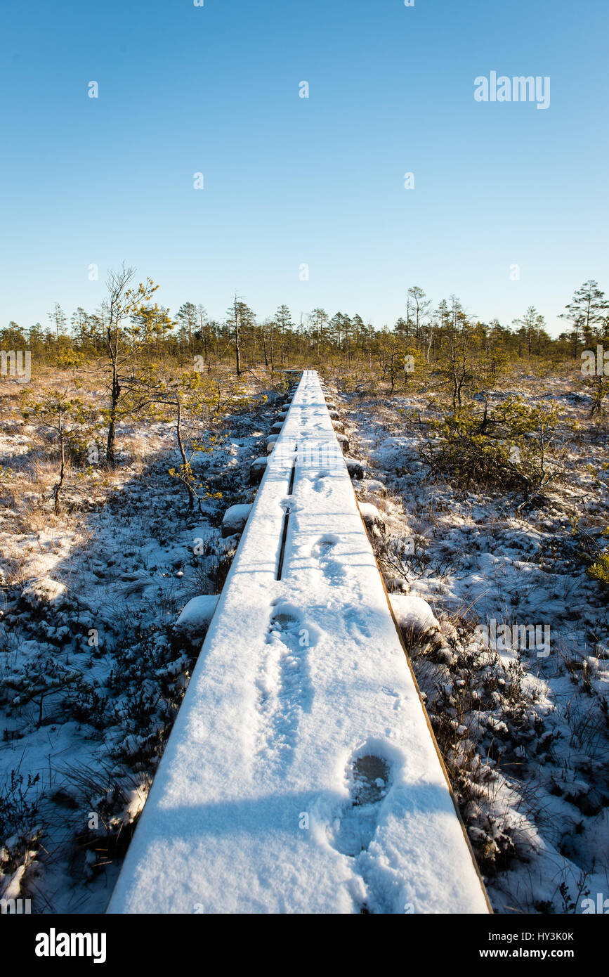 snowy tourist hiking trail in woods in winter. trails in snow Stock ...