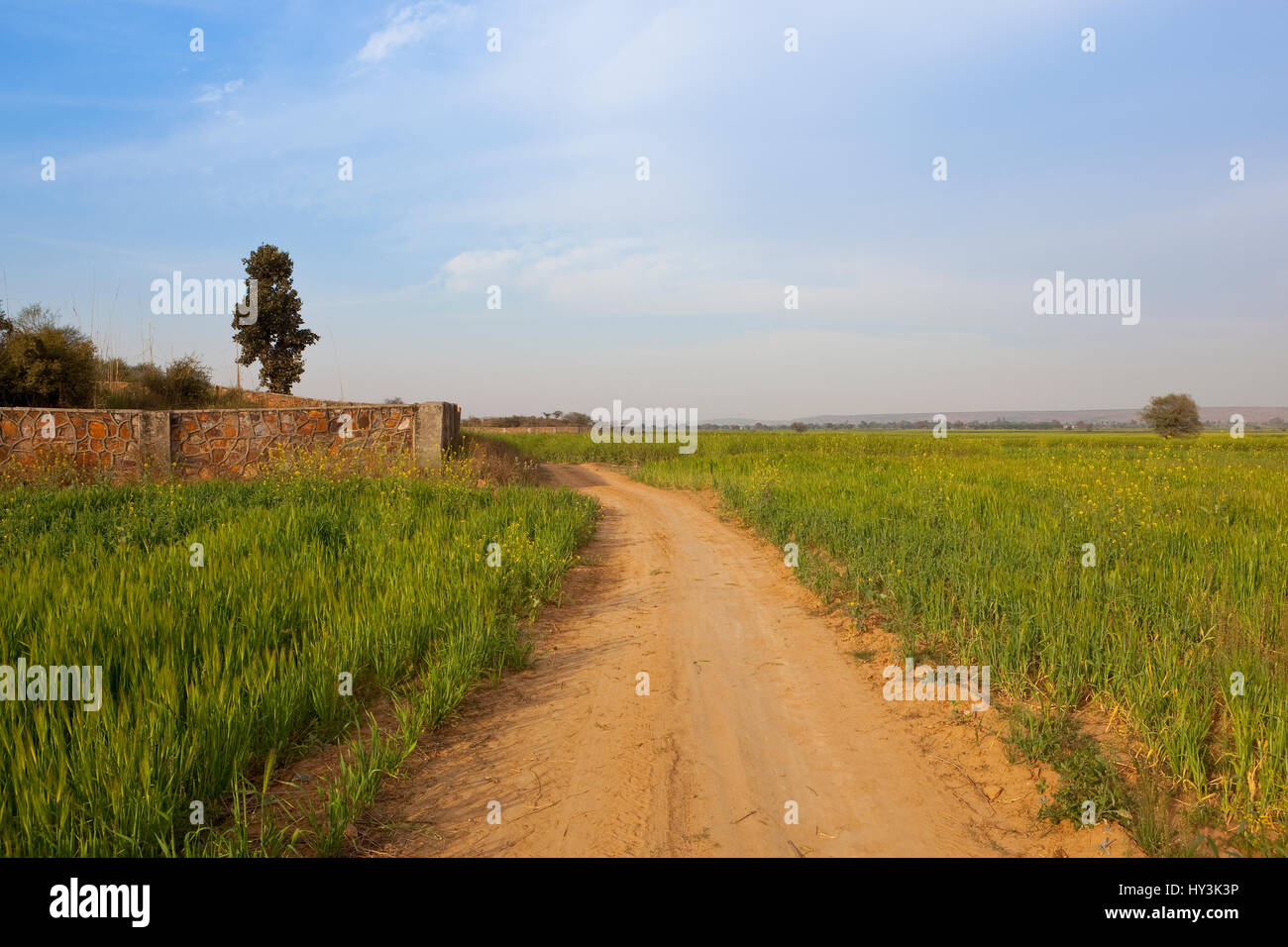 a yellow sandy track with a stone wall going through wheat and mustard ...