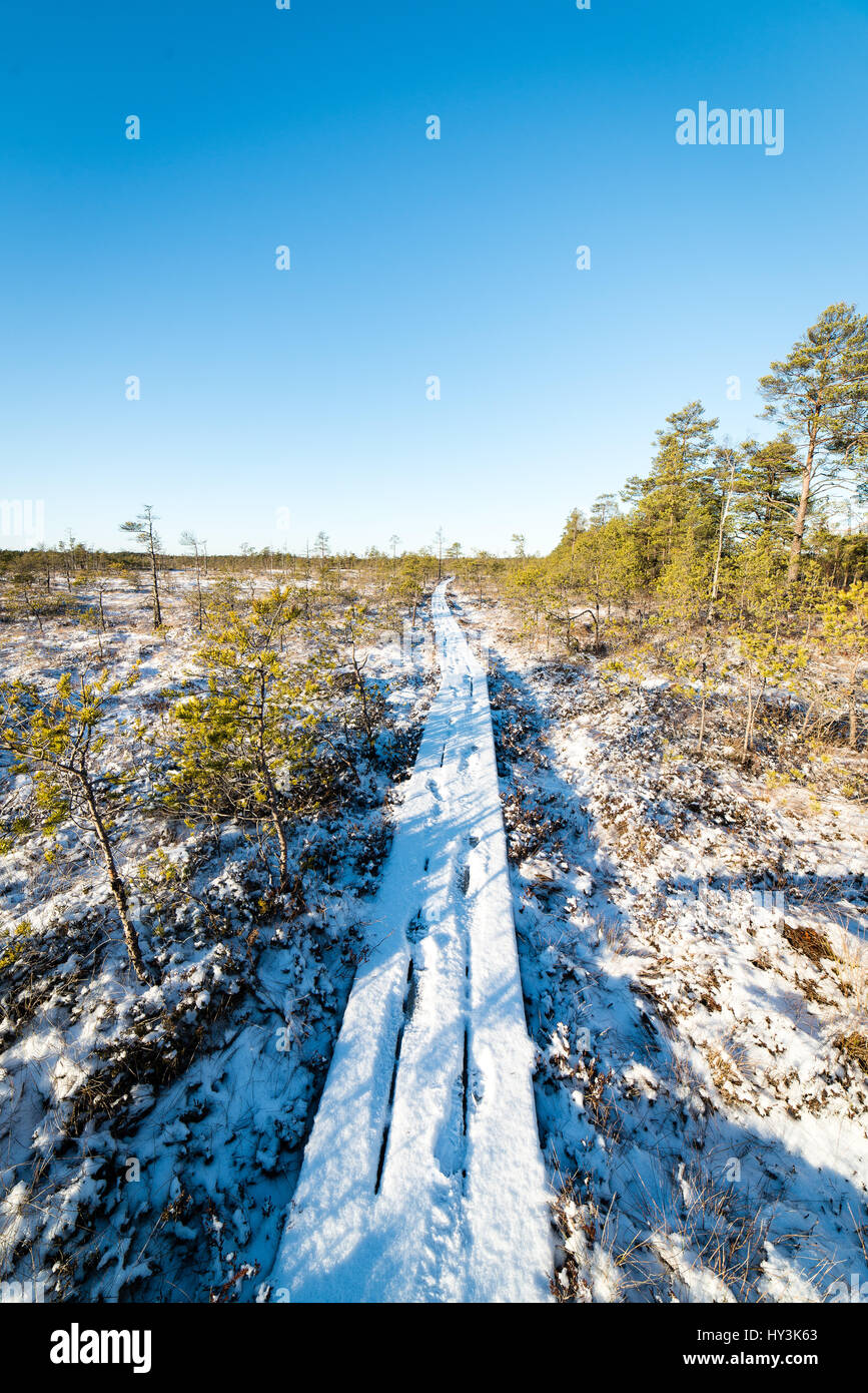 snowy tourist hiking trail in woods in winter. trails in snow Stock ...
