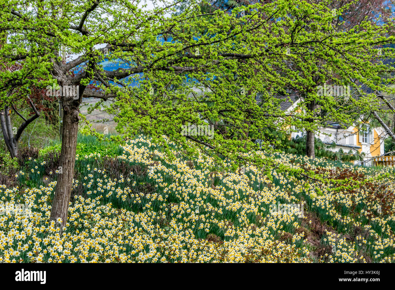 Garden in Trauttmansdorff Castle, Merano, South Tirol, Italy, Europe ...