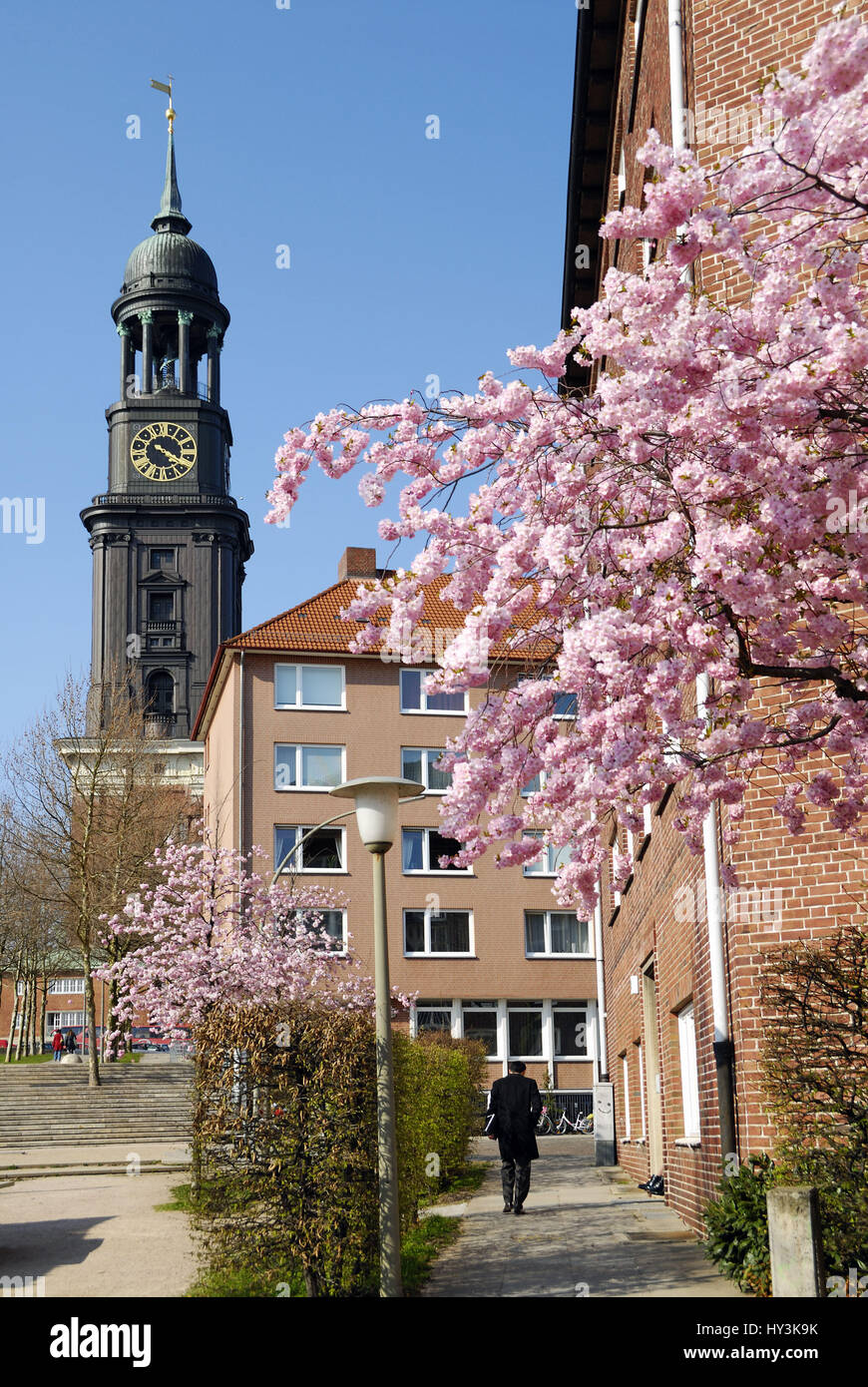 Cherry flower in Michel in Hamburg, Germany, Europe, Kirschblüte am ...