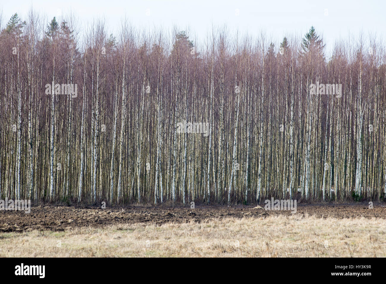forest textured background of trees and land Stock Photo - Alamy