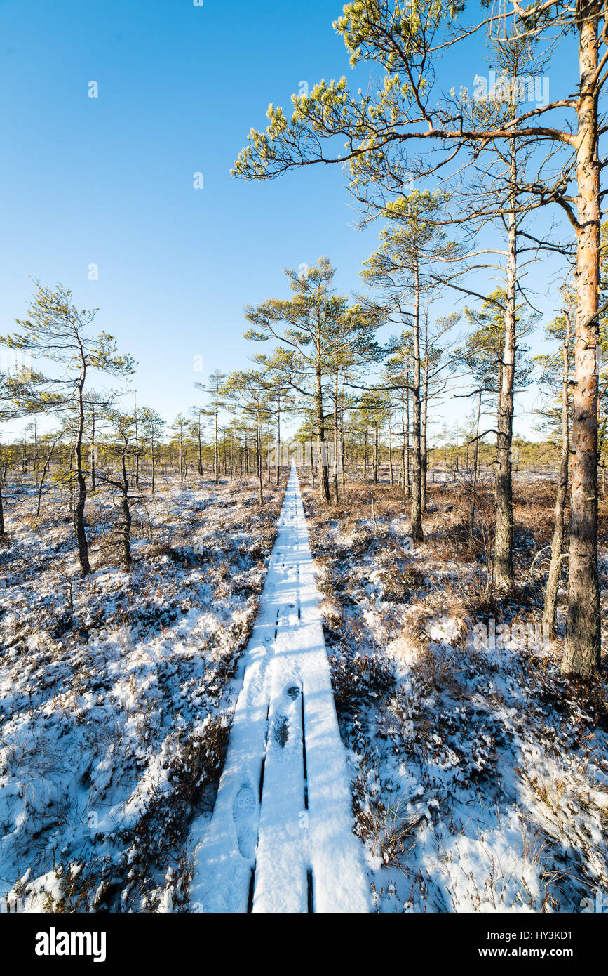 snowy tourist hiking trail in woods in winter. trails in snow Stock ...