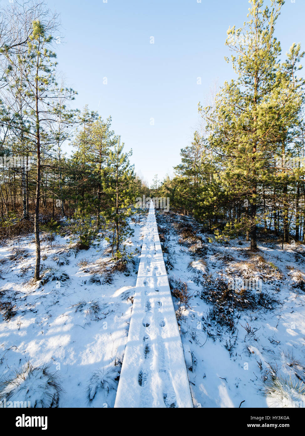 snowy tourist hiking trail in woods in winter. trails in snow Stock ...